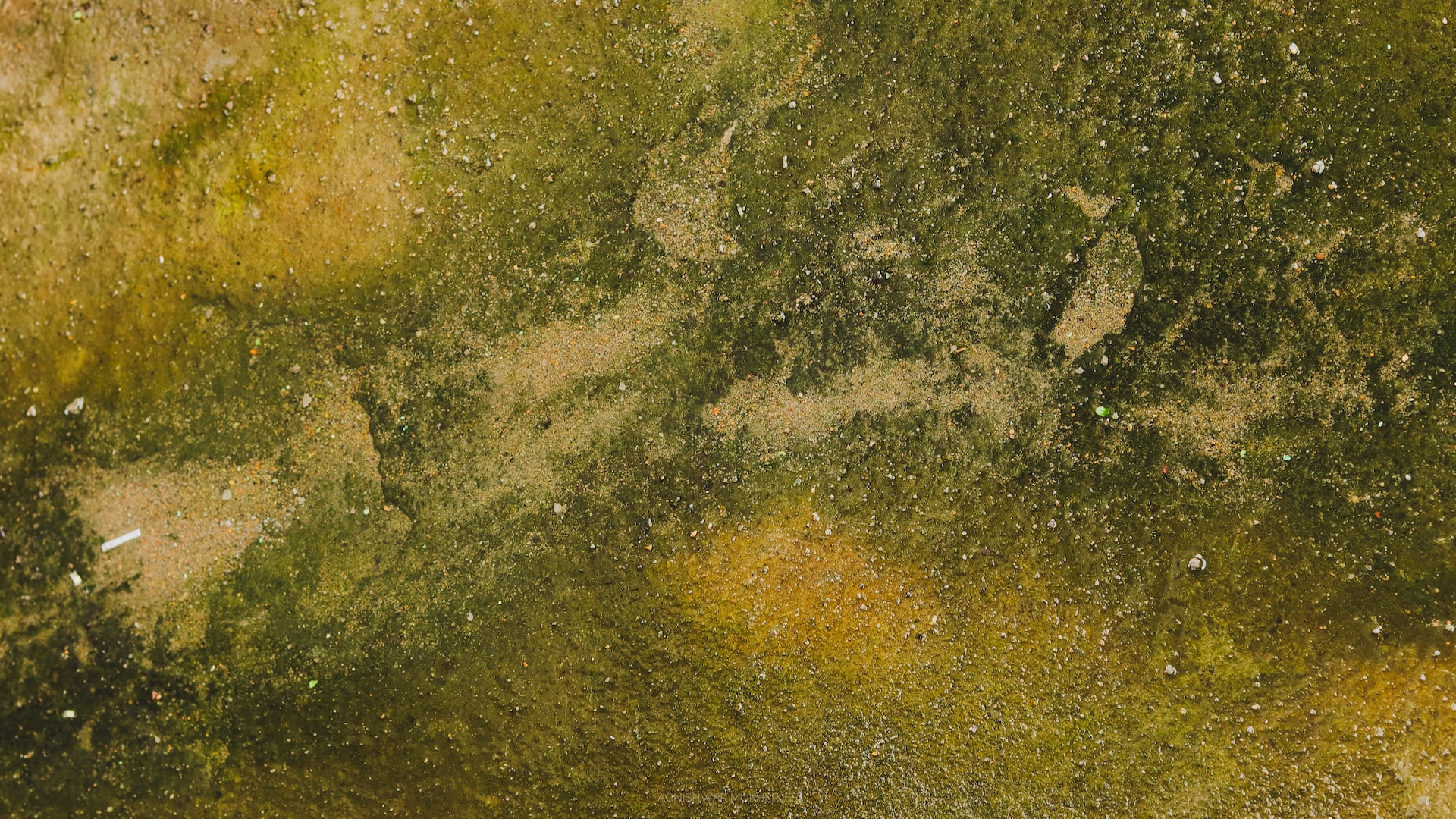 How to Mitigate Molds in Your Home - Marc Wallace's Blog